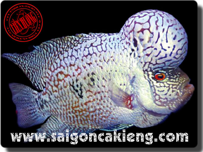 Flowerhorn The Hybrid Cichlids: King Kamfa 2