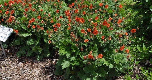 CO-Horts: “Top Performer” Perennials from the 2018 CSU Perennial Tial