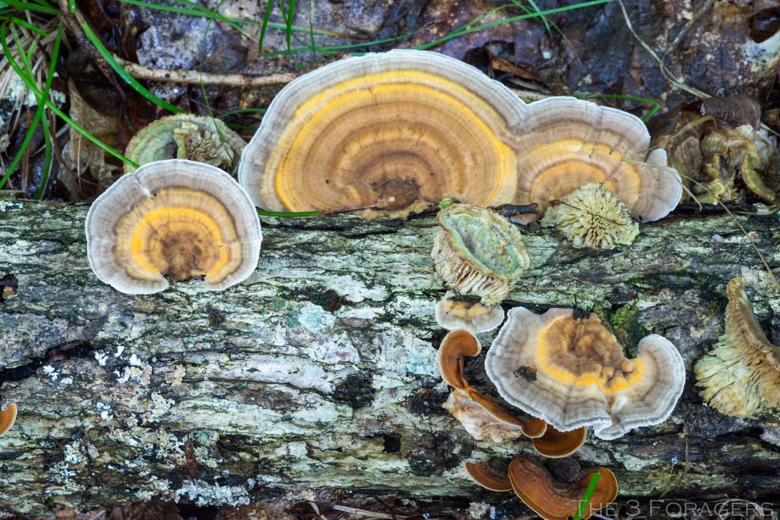 The 3 Foragers: Foraging for Wild, Natural, Organic Food: Polypore ...