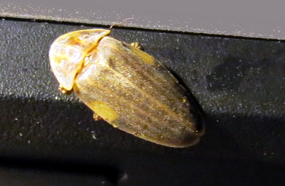 Hiking Curaçao - Flora and Fauna: In the night they come (insects)