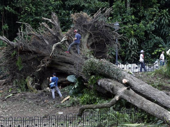 Openplants: The Curious Incident of the Tembusu Tree that Fell