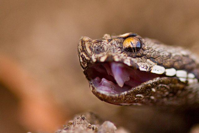 clube de montanhismo de braga: VÍBORAS DO PARQUE NACIONAL DA PENEDA GERÊS