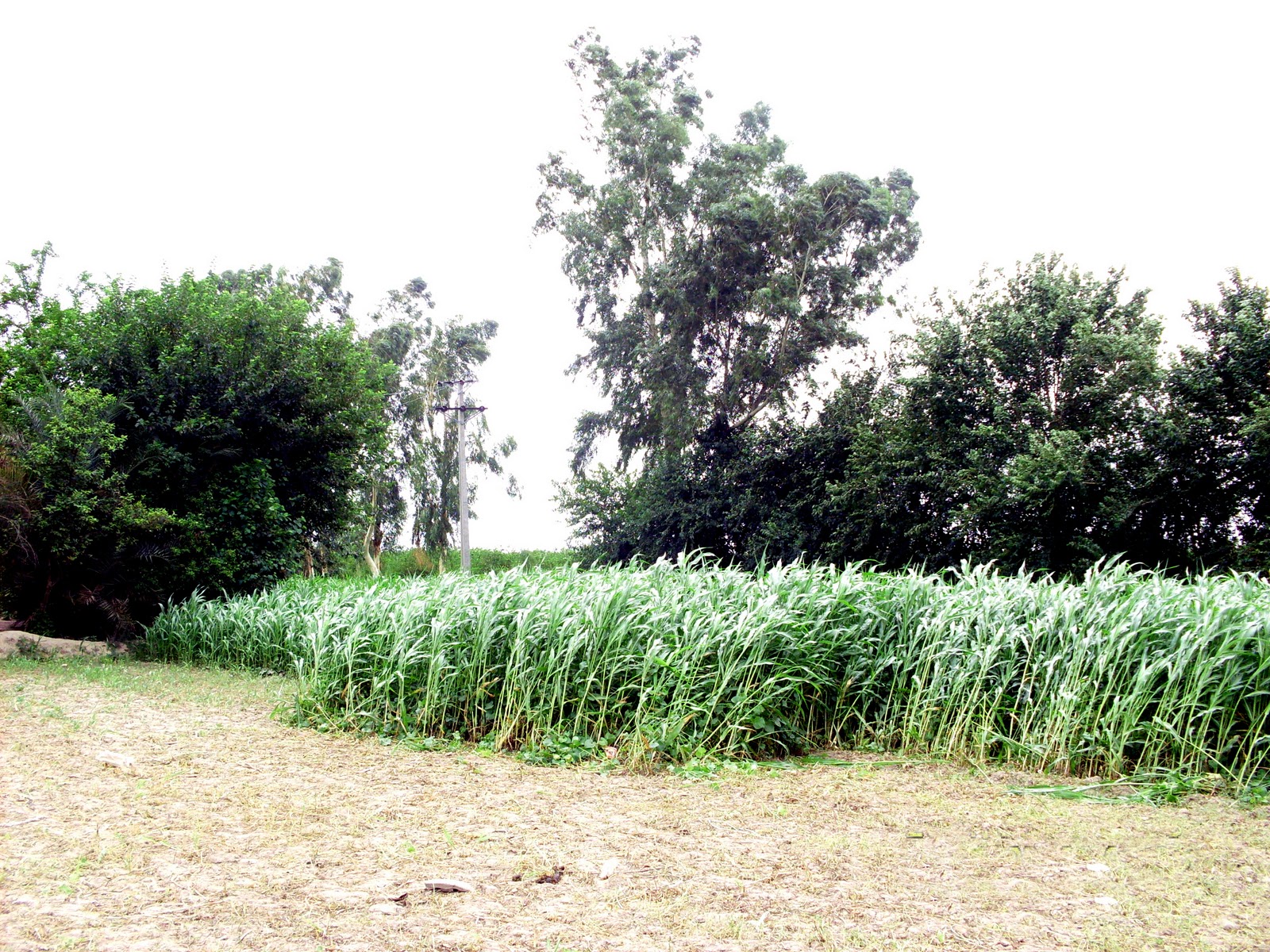 M@G's Blog: Village Greenery