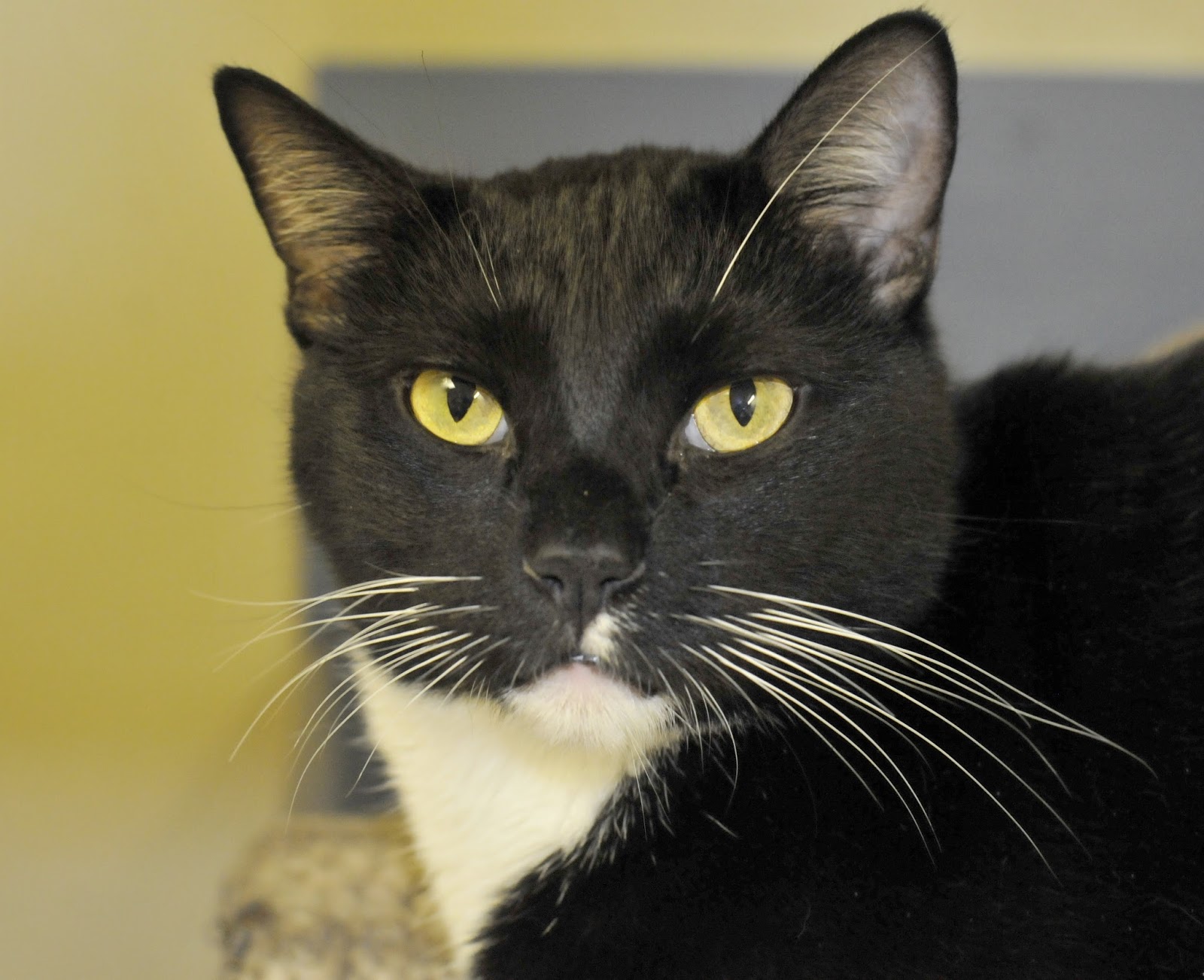 StreetCats Pawprints: Broken Noses! Funny Humans!