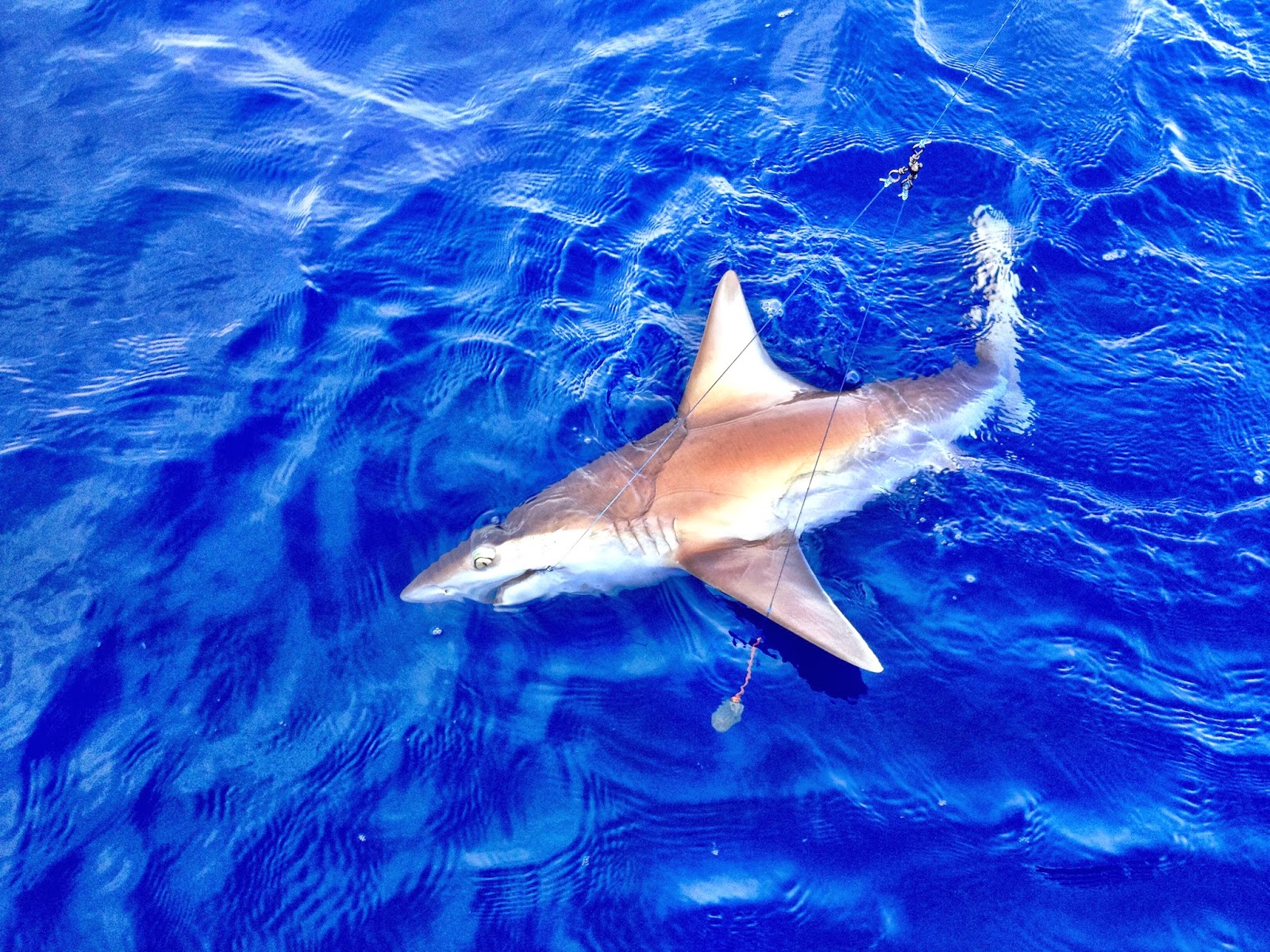 Maui Fishing Charters - Today's Fresh Catch: Maui Sport Fishing for ...