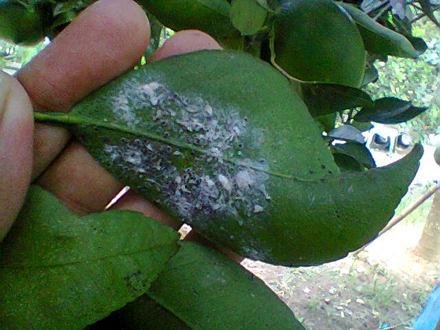 Cara Mengatasi Hama Penyakit Pada Flora Jeruk Sunkist - saung petani