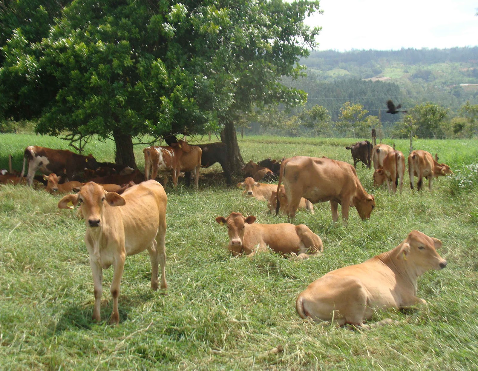 Noti MAG: Ganaderos de Guanacaste se preparan para enfrentar cambio ...
