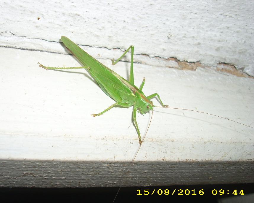 Din natură: Lăcusta