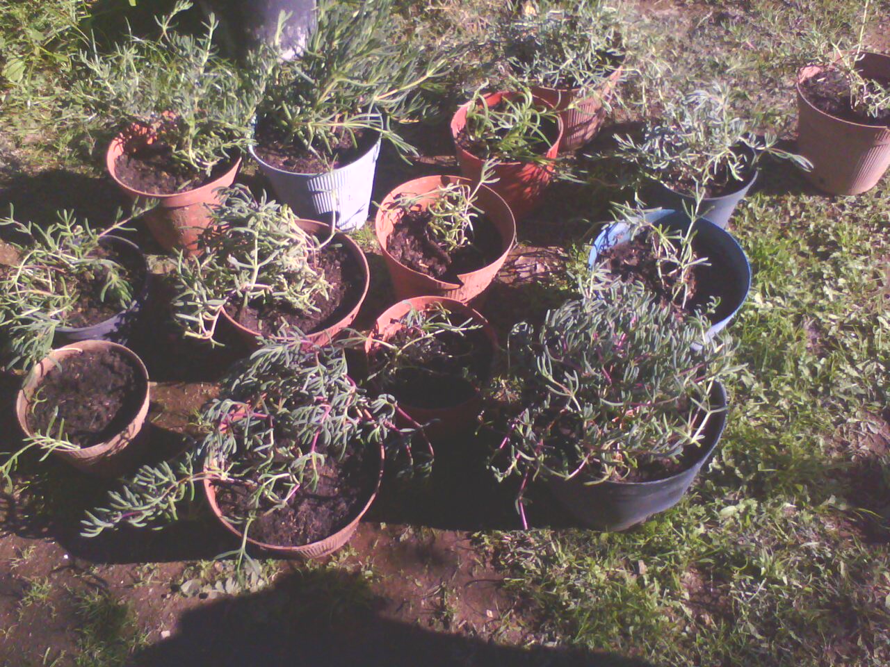 ALLISSONECOMPANHIA: TRANSPLANTE DE CHORÕES