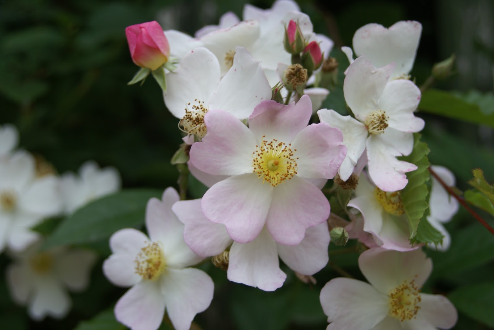 Readerbuzz: Iconic Paris*: Amazing Flowers