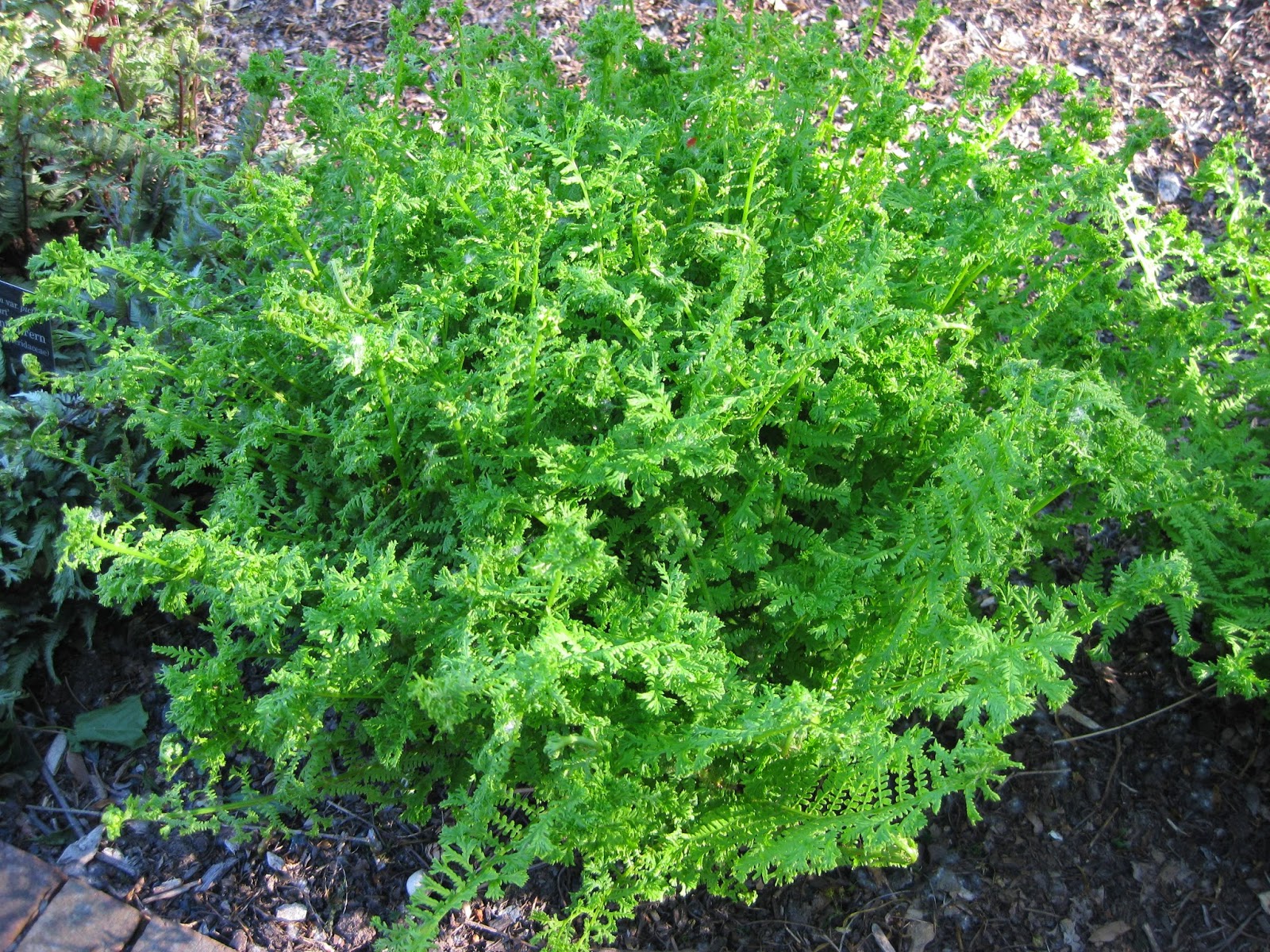 Rotary Botanical Gardens - Hort Blog: Fun Ferns (Starting With The ...