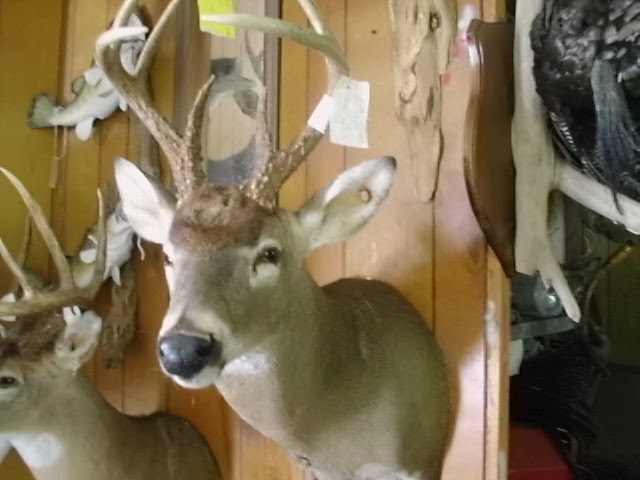 Joe Schell flintlocks: Deer with bullet hole through his ear.