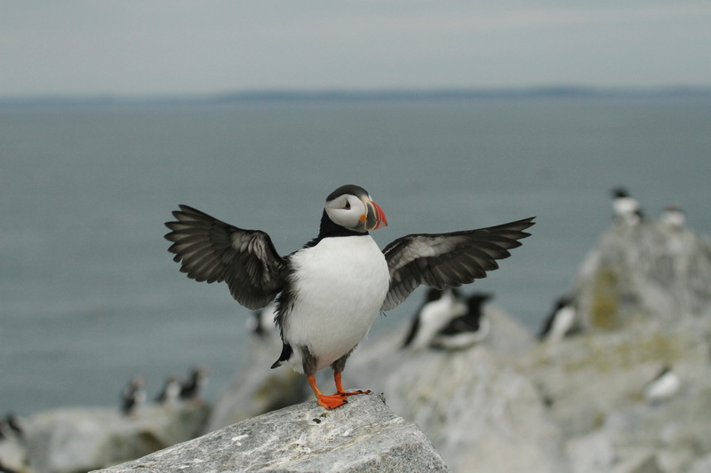 Tails of Birding: Puffins on the Wing