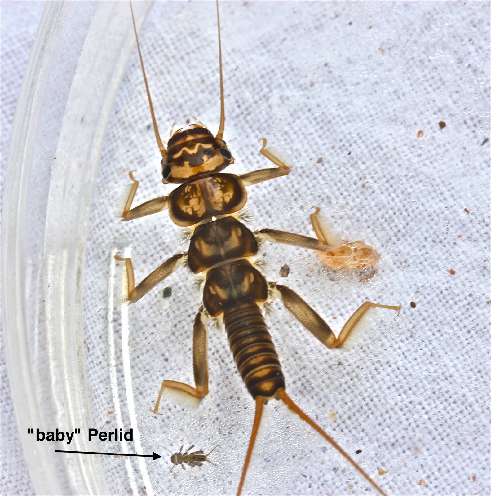 Aquatic Insects of Central Virginia: The "Golden Stone" Hatch in the ...