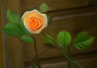 ps-pictureshop: Rose, Roza, hoa hồng, Roses, faqekuq, ruže, roser, roses,