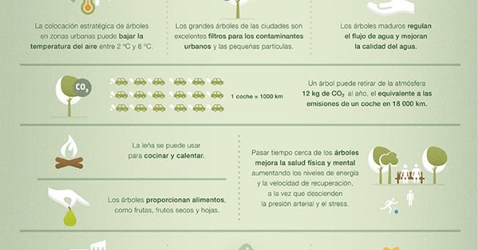 ASOCIACIÓN DE AMIGOS DEL PARQUE AMATE: BENEFICIOS DE LOS ARBOLES ...