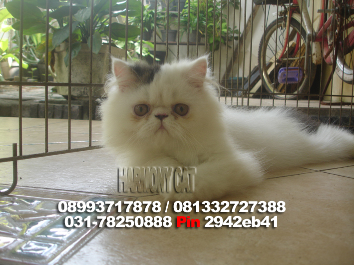 Hamster Dan Kucing Persia Murah Surabaya: DI JUAL KUCING JANTAN VAN ...