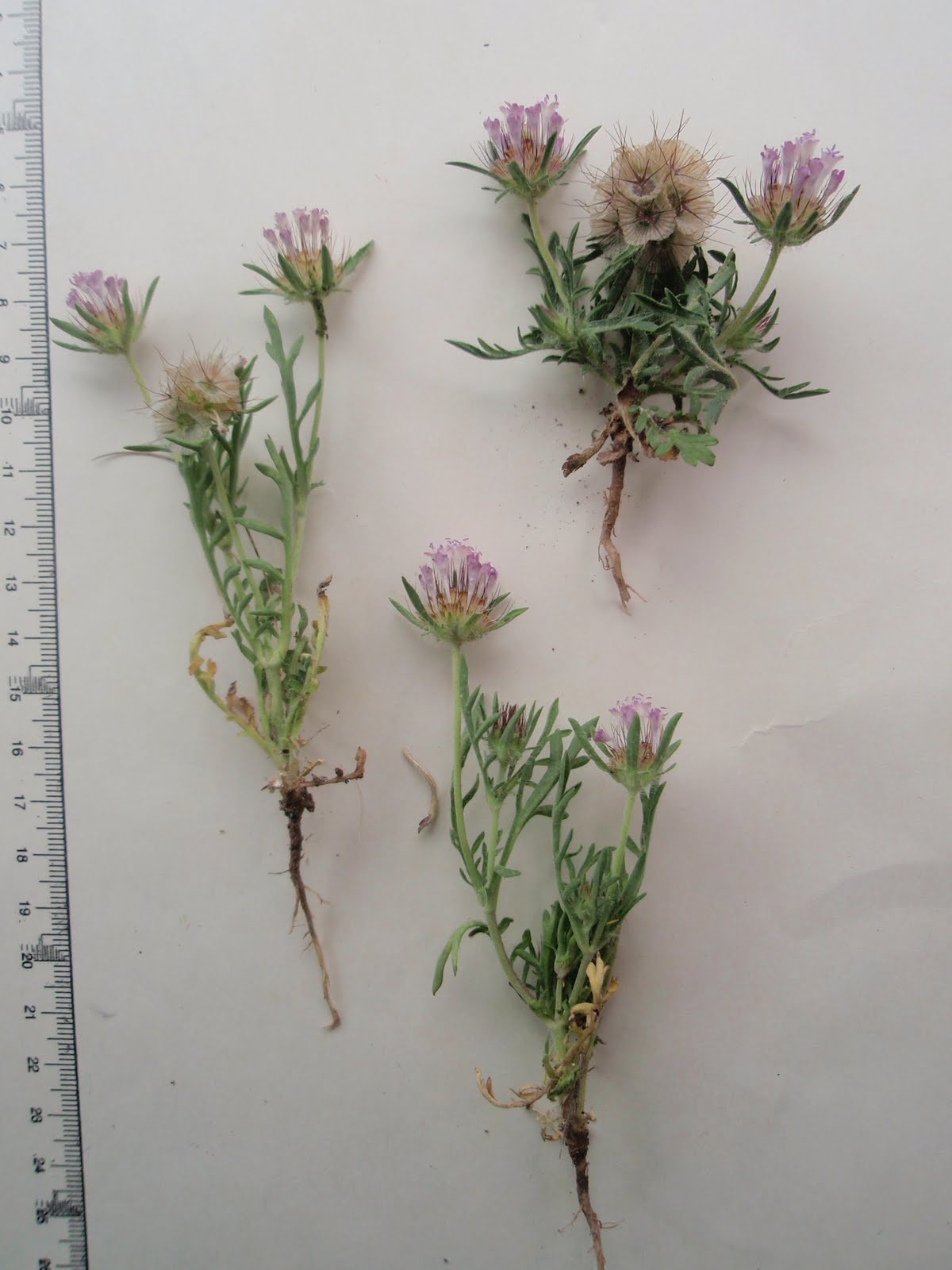 HERBARIO VIRTUAL DE BANYERES DE MARIOLA Y ALICANTE: Scabiosa stellata ...