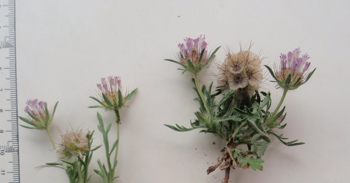 HERBARIO VIRTUAL DE BANYERES DE MARIOLA Y ALICANTE: Scabiosa stellata ...