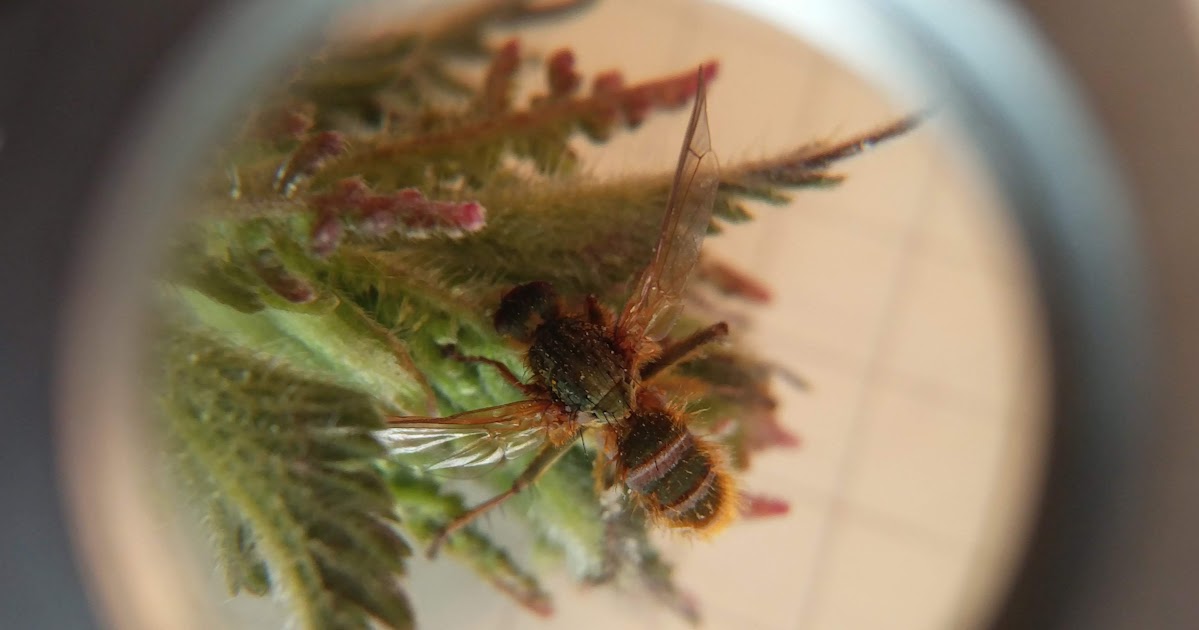 Misidentifying Fungi: Fungal fly fatality: my introduction to Entomophthora