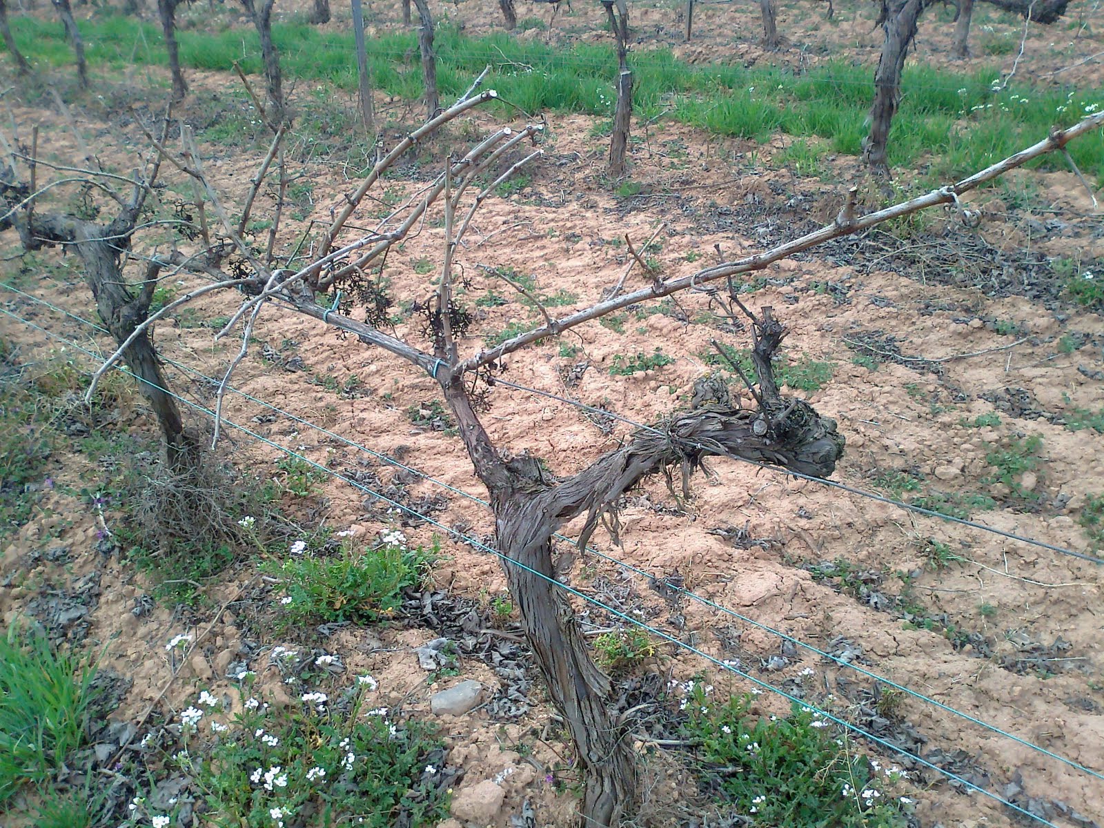 LA VINYA: Malalties de fusta