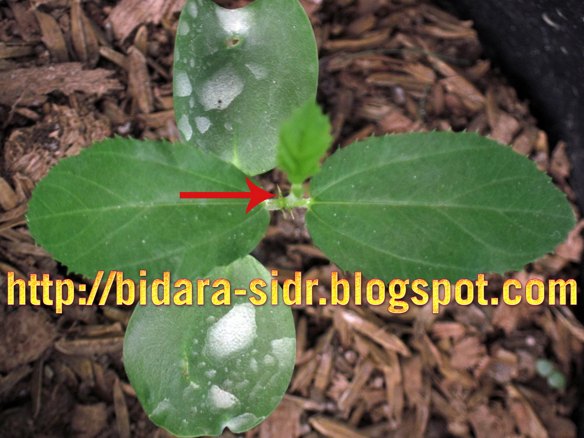 Bibit Pohon Bidara Berduri - jual bibit pohon bidara, daun bidara harga ...