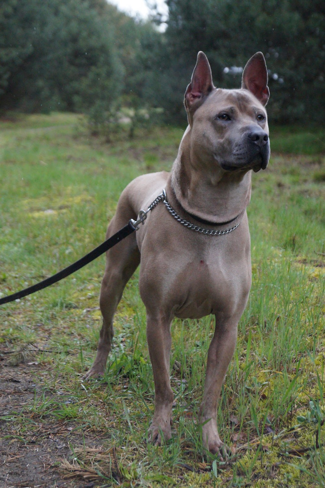 Thai Ridgeback Dog: Volariusowy thai ridgeback dog w kolorze isabel