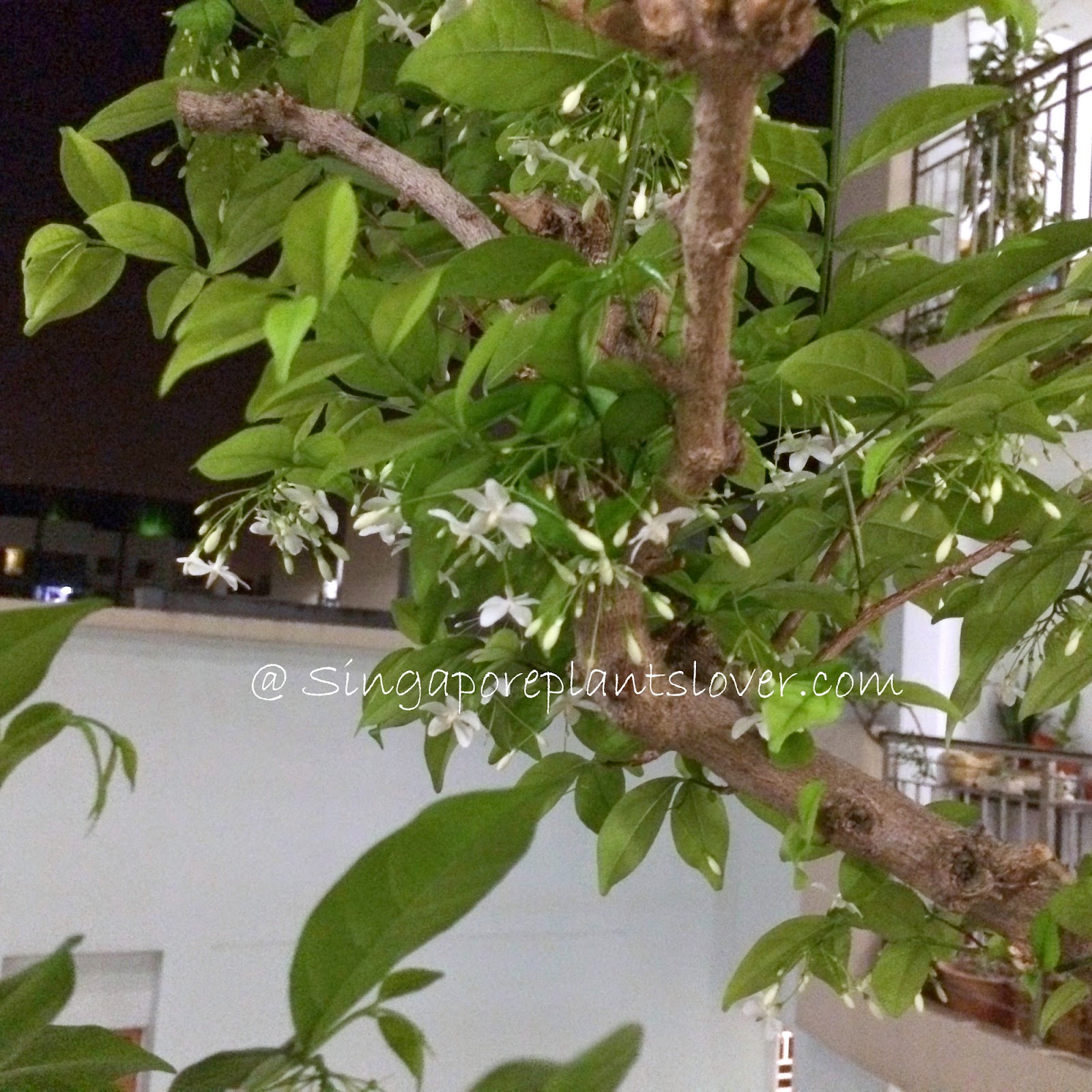 Singapore Plants Lover: Growing Shuimei (Wrightia Religiosa)
