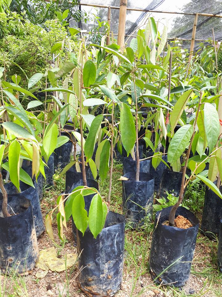 Berita TV Malaysia: Baby Ochee 10pokok rm300 For Sale