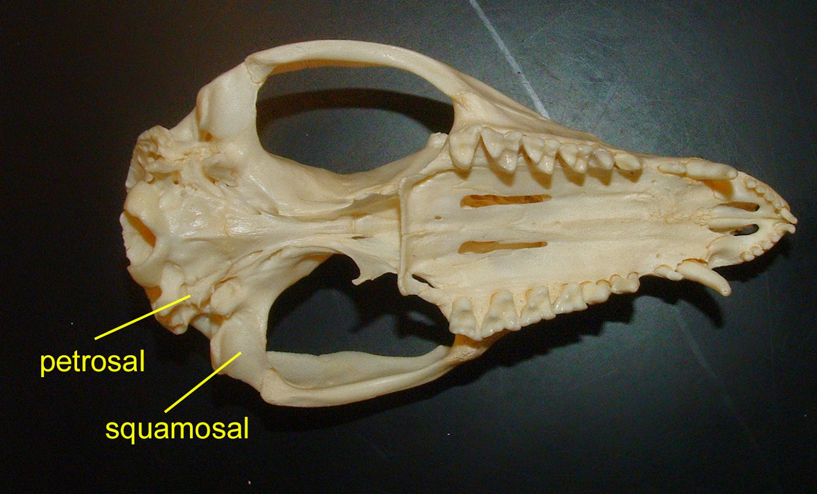 Ciencias de Joseleg: El cráneo de los mamíferos euterios