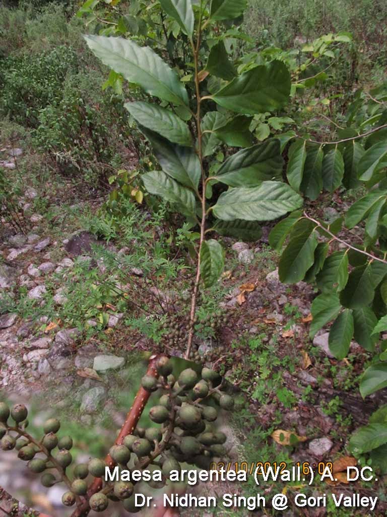 Medicinal Plants: Maesa argentea
