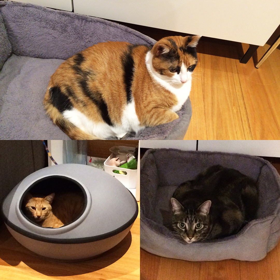 Designing an Enriching Environment for Cats | Australian Cat Lover