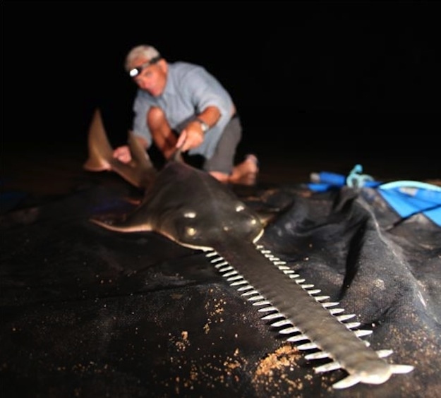 21 Of The Freakiest Fish Caught On “River Monsters" | Around the Web