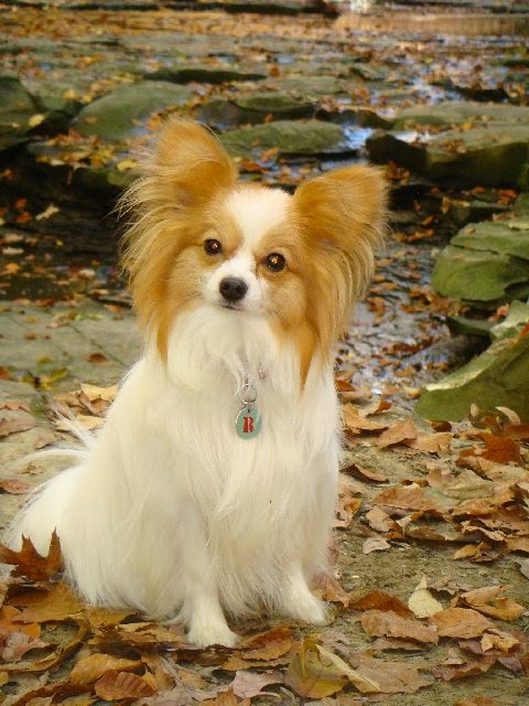 Todo Sobre Perros: Papillón
