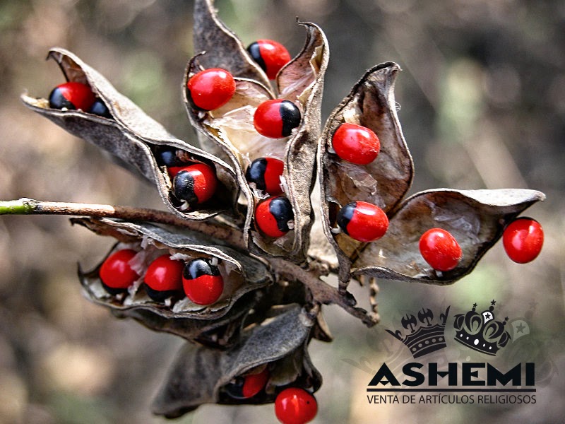 Ashemi: Pionia (Huayruro)