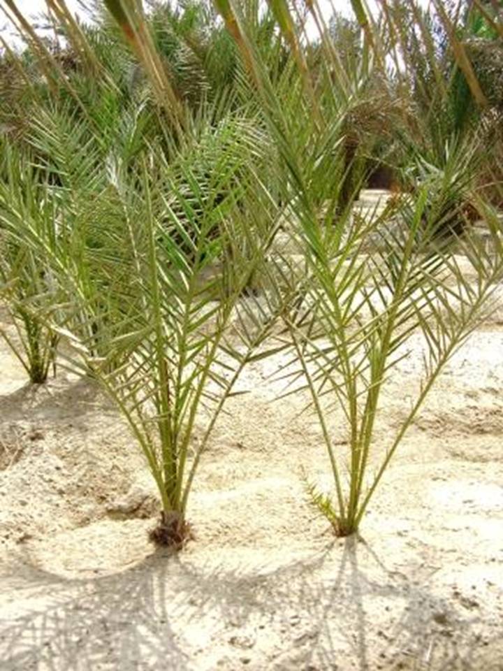 My Buku Kuning Center : ILMU BOTANI AL-QUR'AN (HERBAL KURMA)