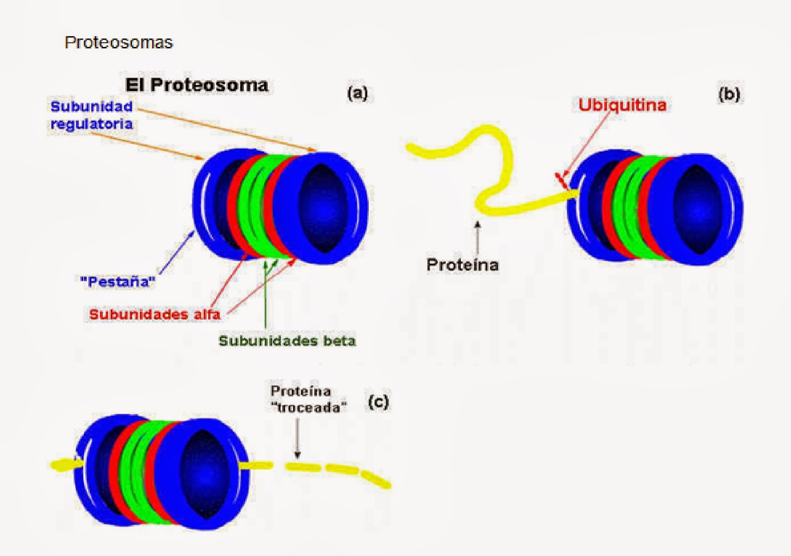 CITOPLASMA: DESARROLLO