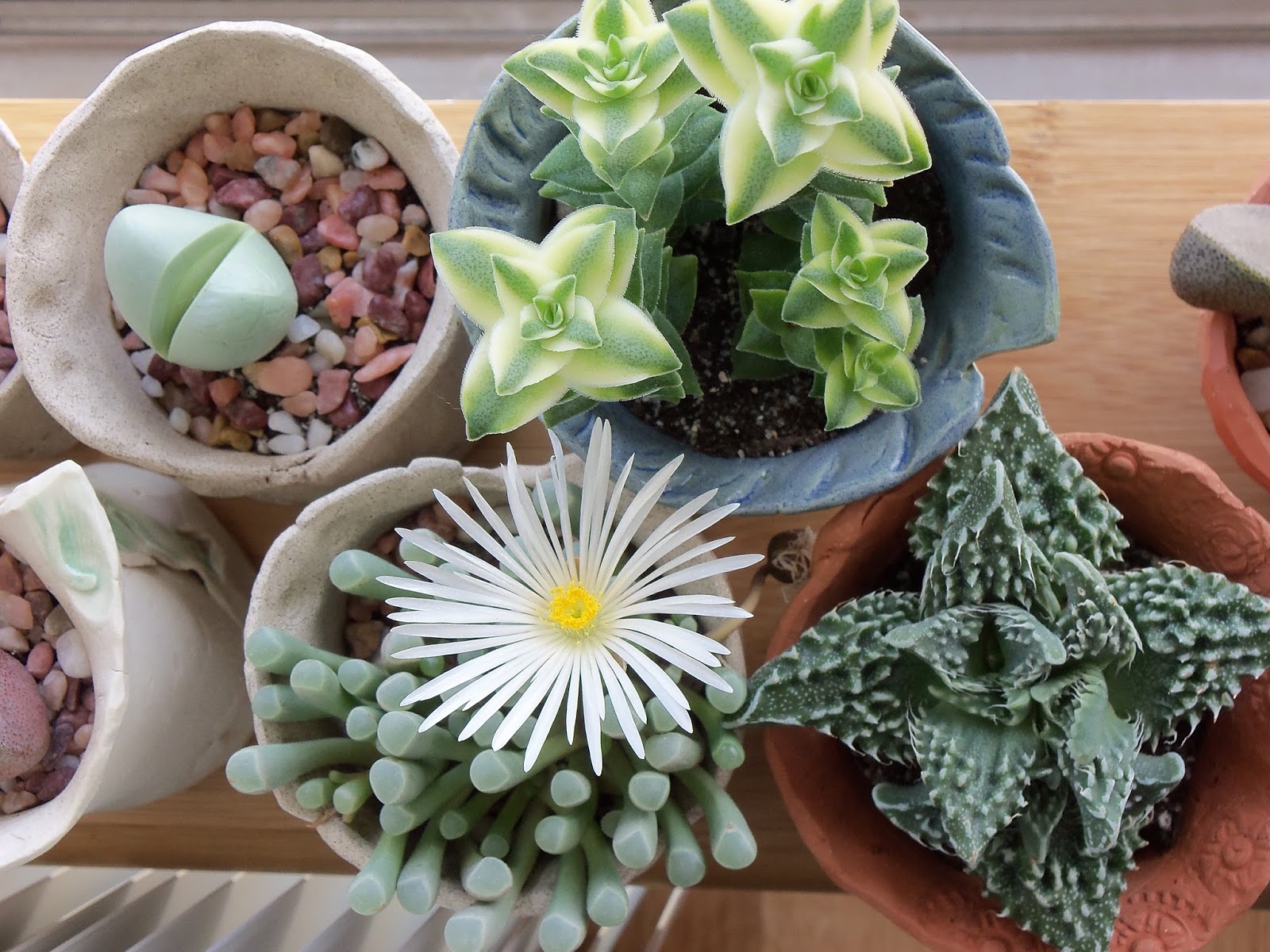 My Life Among the Lithops (and Other Strange Plants): A Great Read for ...