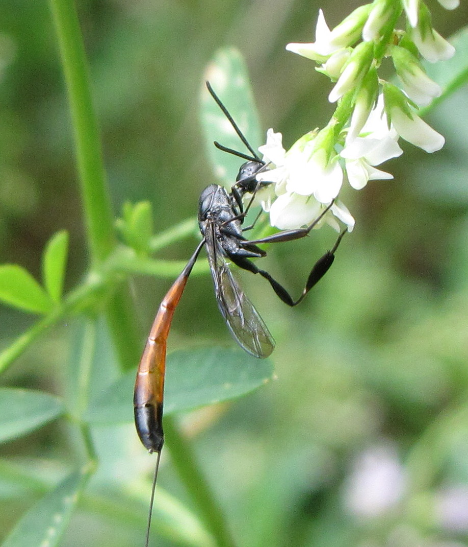 Bug Eric: Wasp Wednesday: Carrot Wasps