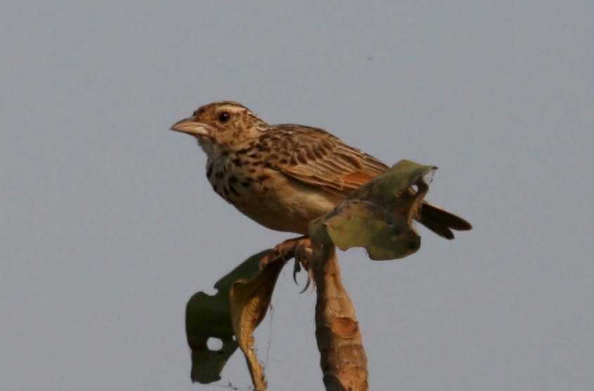 Bird Photographs