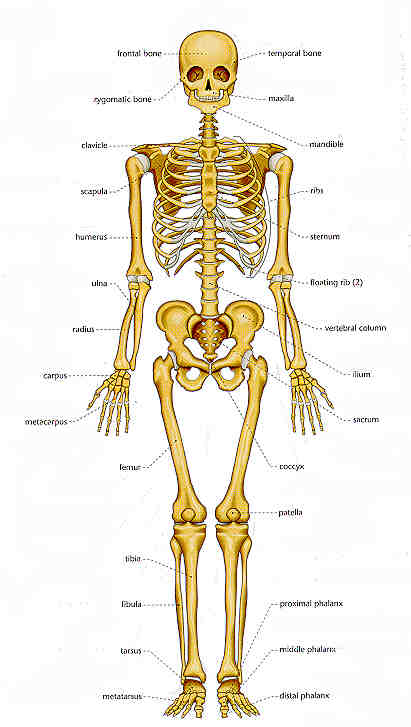 Interesting Facts About Bones Do You Know interesting-facts-about-bones-do-you-know