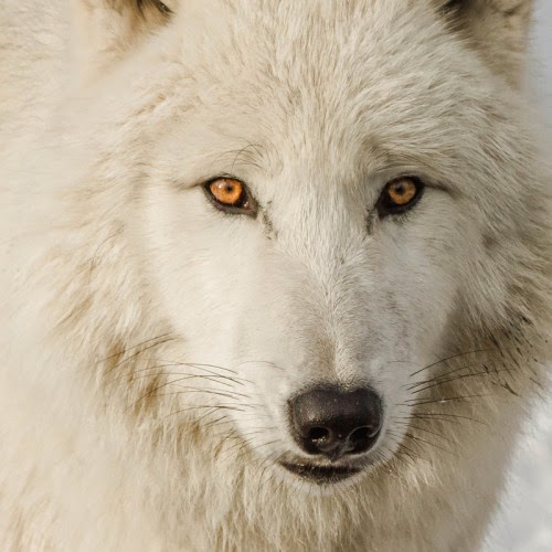 White Wolf : 15 Photos of the Most Amazing Animal in Alaska - Arctic ...