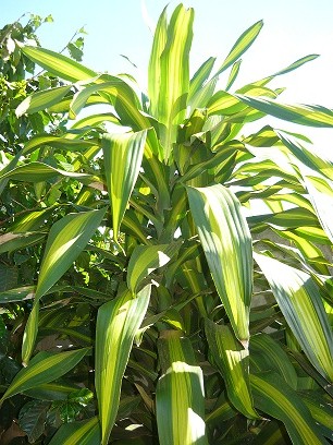 Pai Mutalengunzo: Peregun a folha da sorte no candomblé.