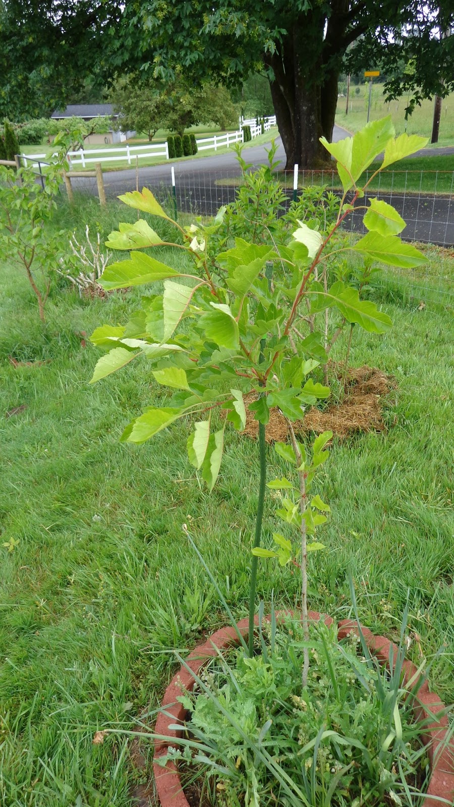 Daniel's Pacific NW Garden: Fruit Trees. Mini Orchard.