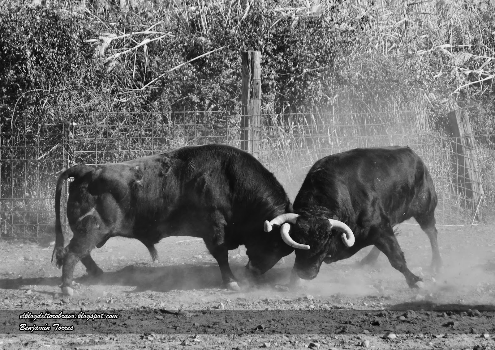 El Blog del toro bravo.: Pelea a muerte...