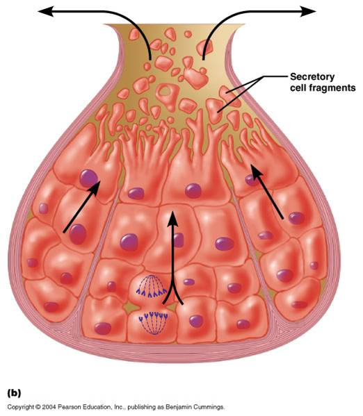 Ardia's Poetry: Jaringan Epithel Histologi