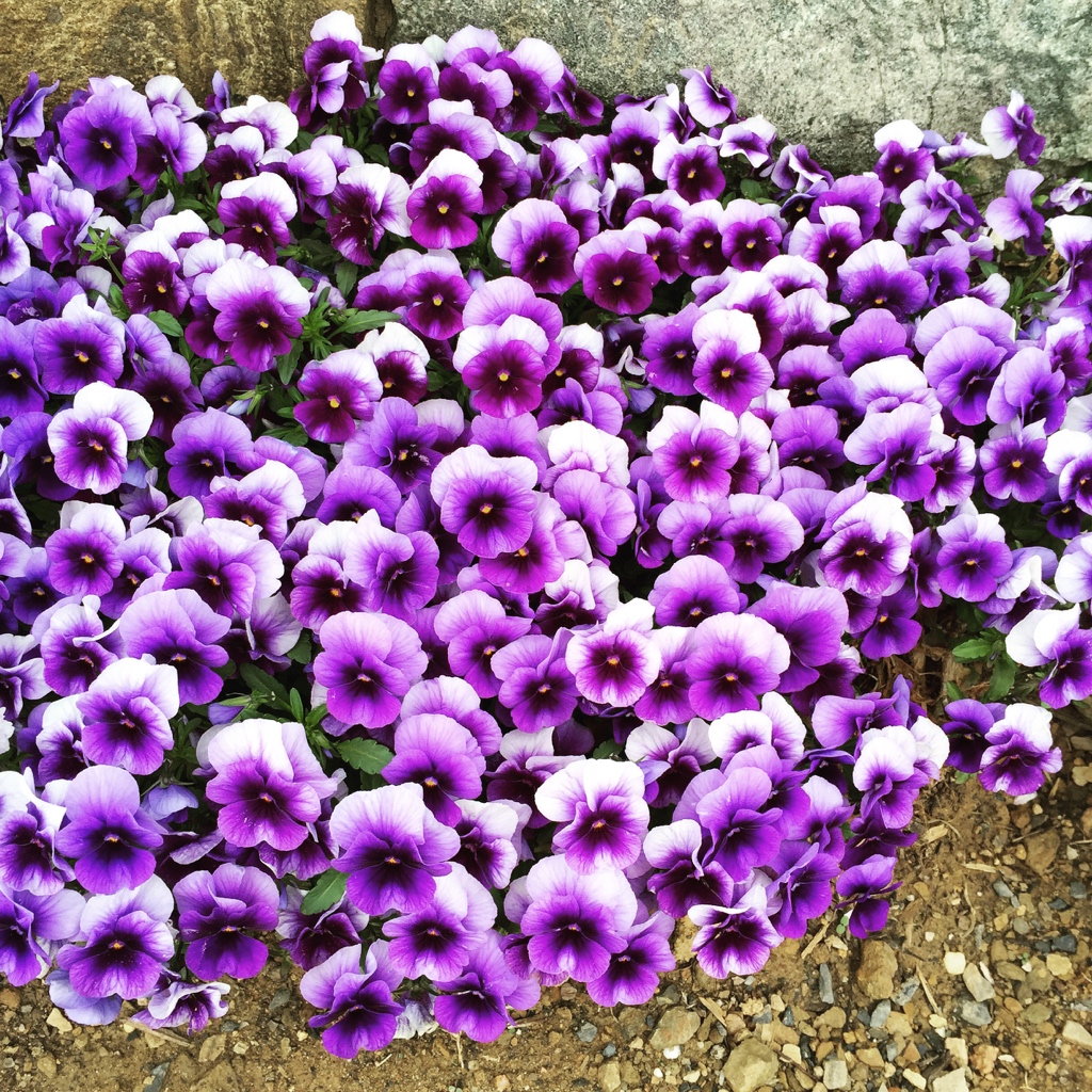 Telling Stories Through the Needle's Eye: Pansies