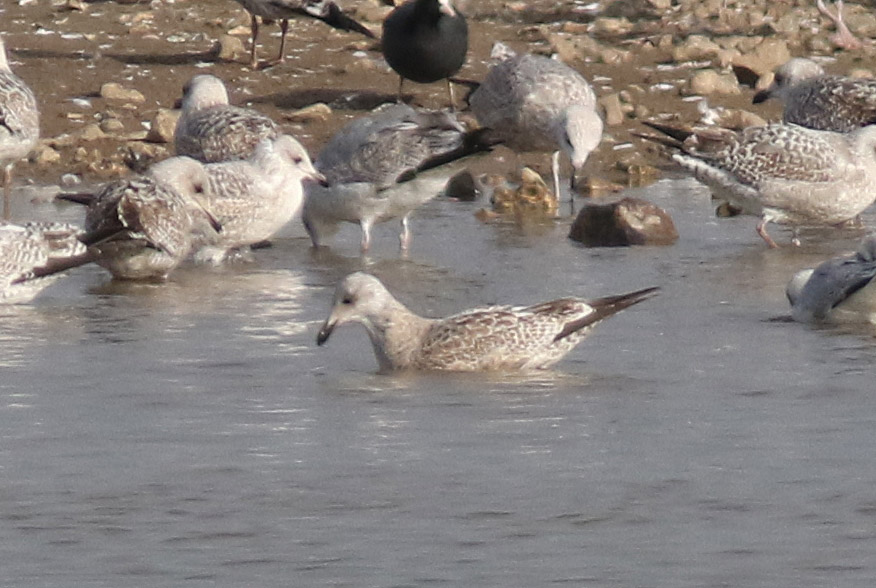 Non-Stop Birding: Northern Gull