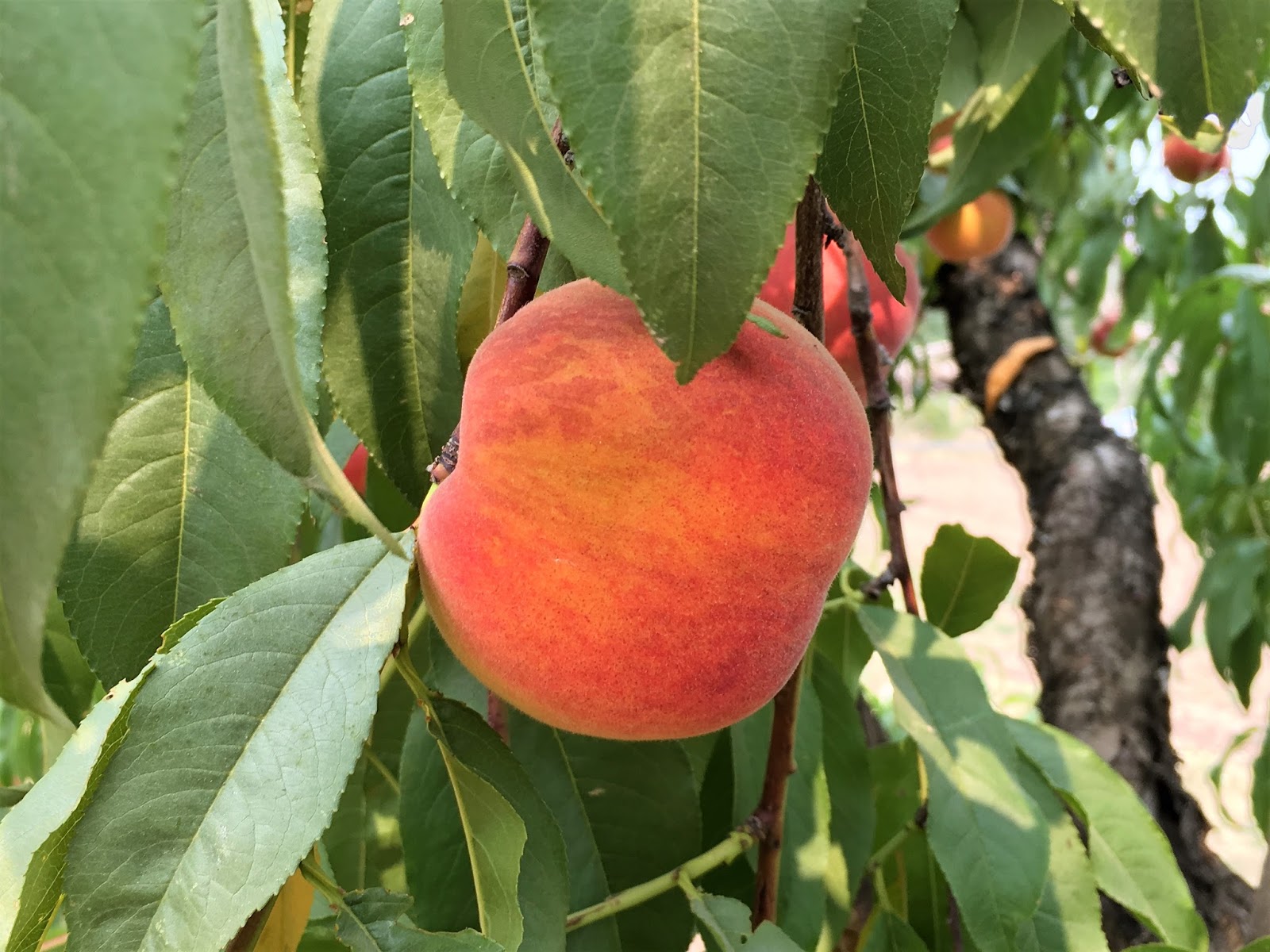 Peach and Pecan Crisp - mysavoryspoon