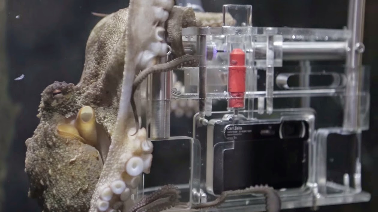 World Of Technology: An Octopus Was Trained to Take Photographs of ...